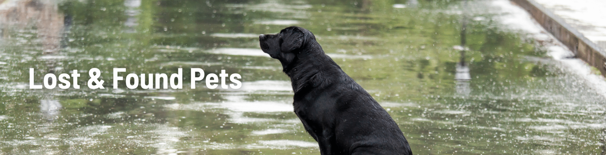 Lost & Found Pets – Paws Humane Society